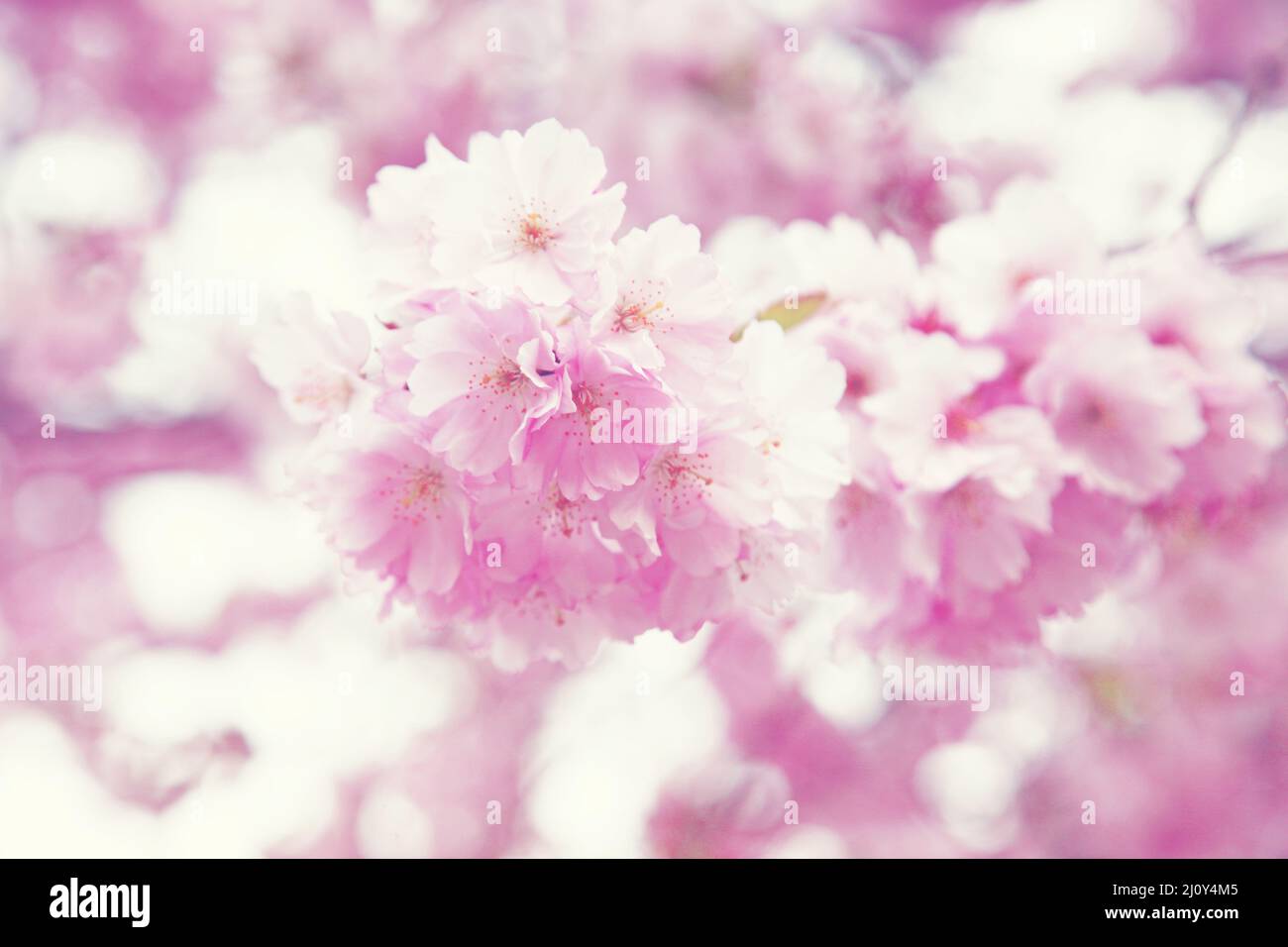Beautiful nature view of spring flowering trees on blurred background ...