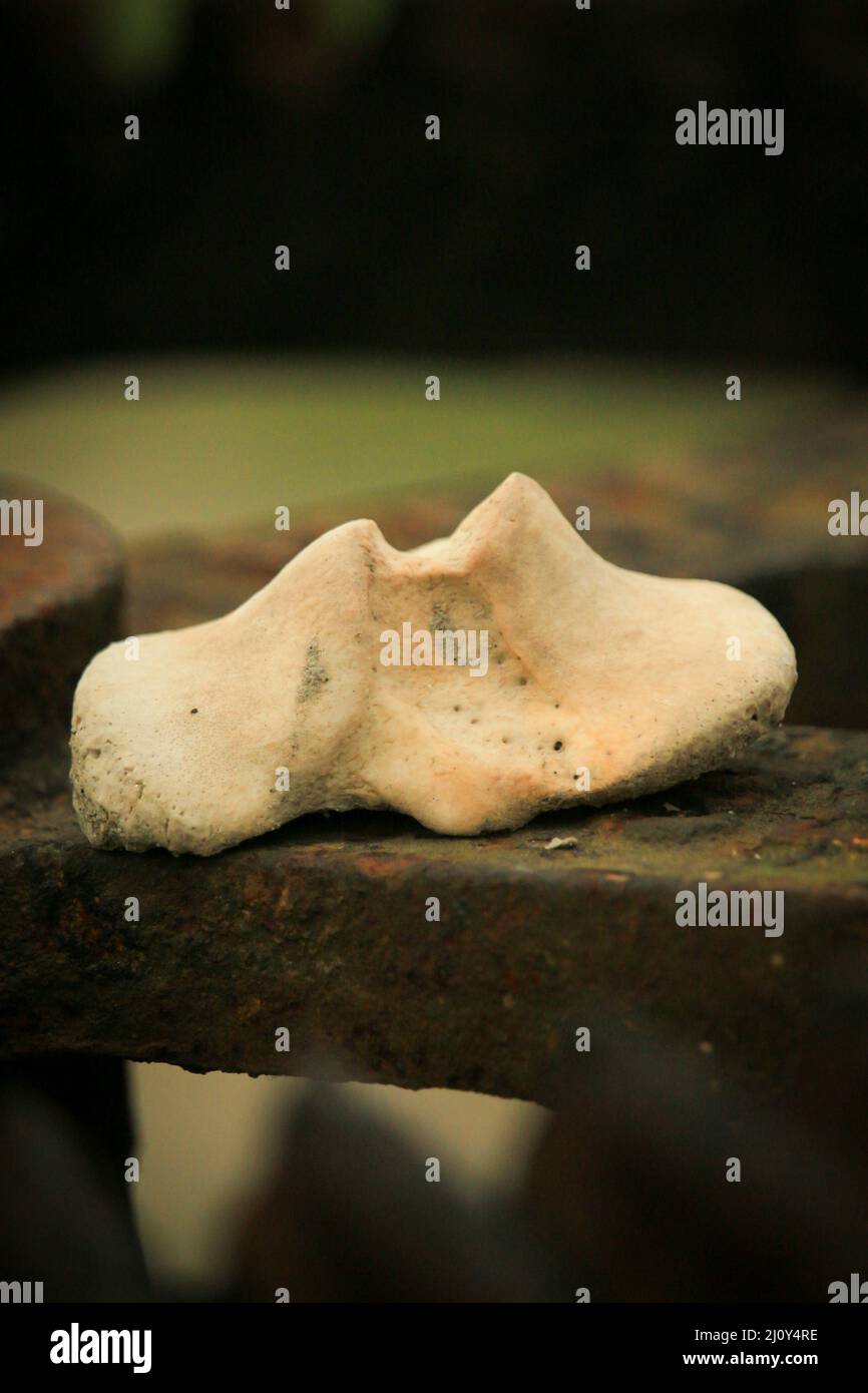Portrait of animal bone fragments Stock Photo - Alamy