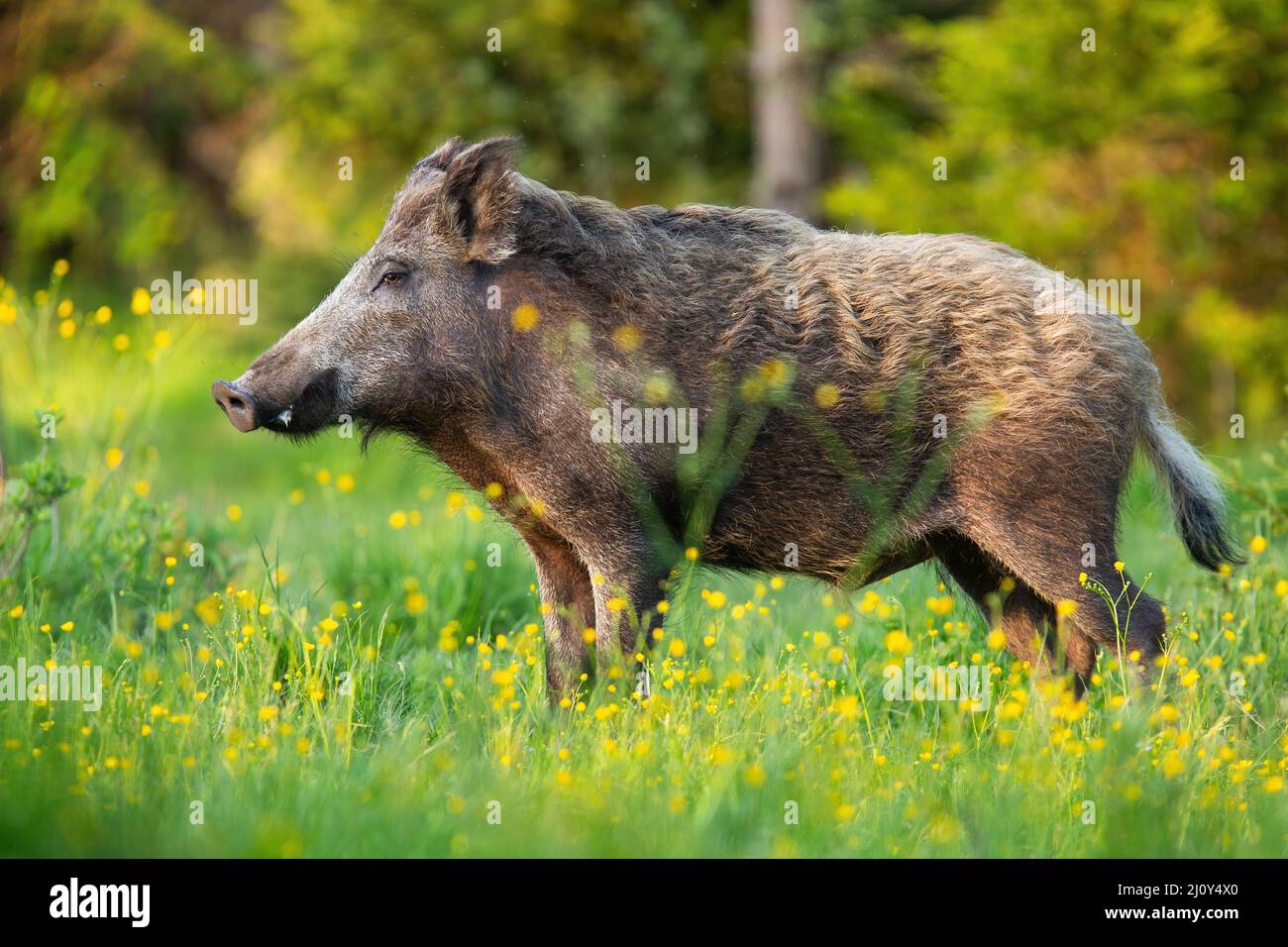 Wild boar standing on wildflowers in spring from side Stock Photo - Alamy
