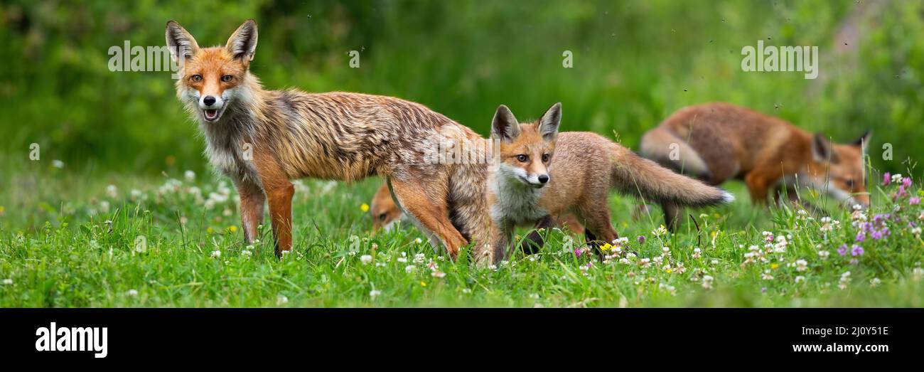 Red fox family on a blooming green summer meadow facing camera Stock ...