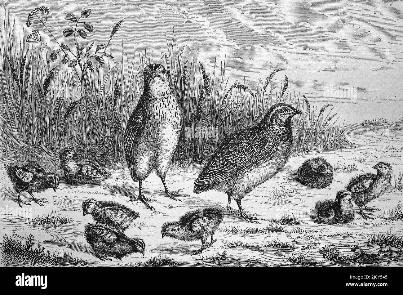 Wachtel, Coturnix coturnix, Vogelfamilie mit Küken / Quail, Coturnix ...