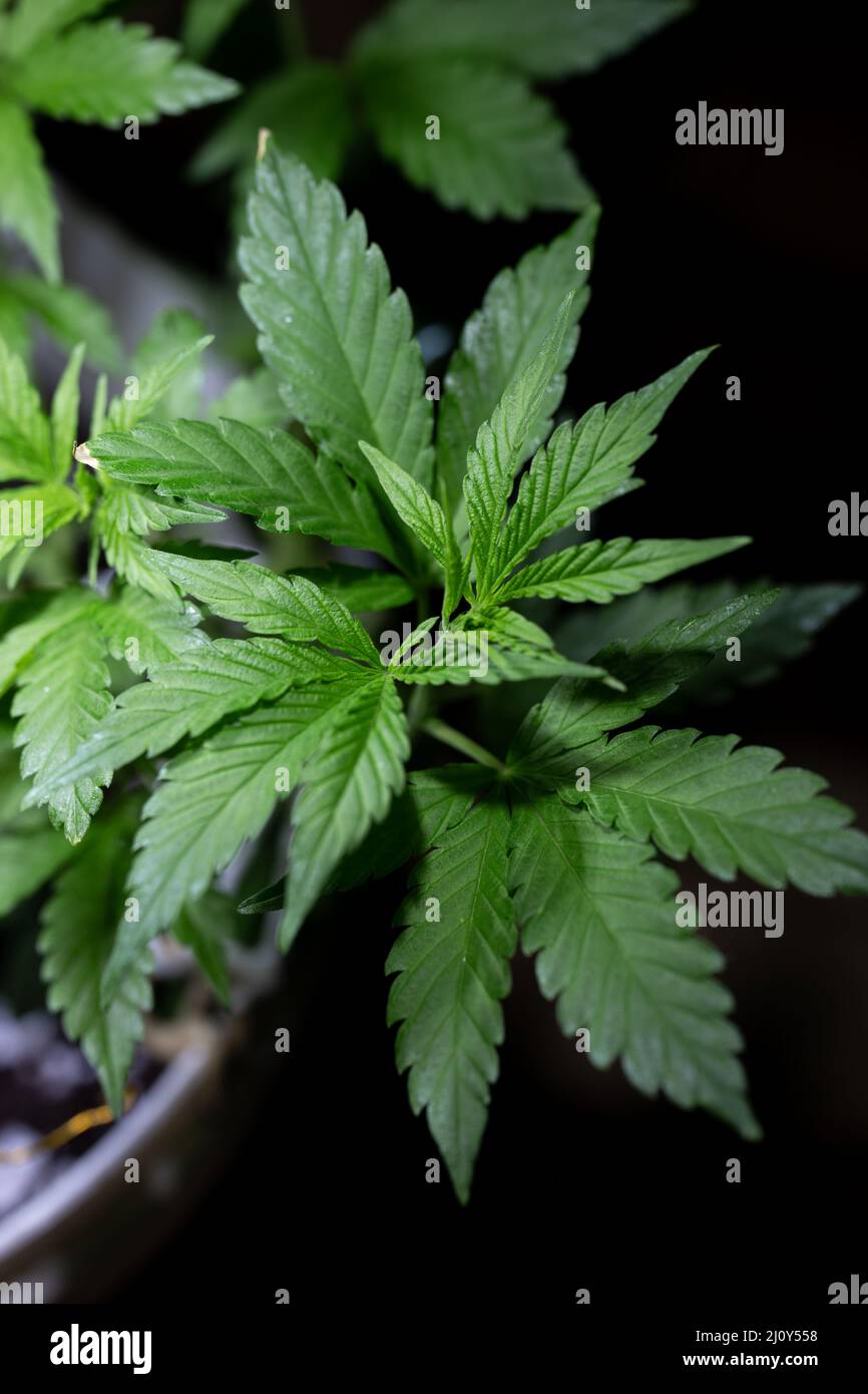 A marijuana leaf. Close-up of young cannabis Stock Photo - Alamy