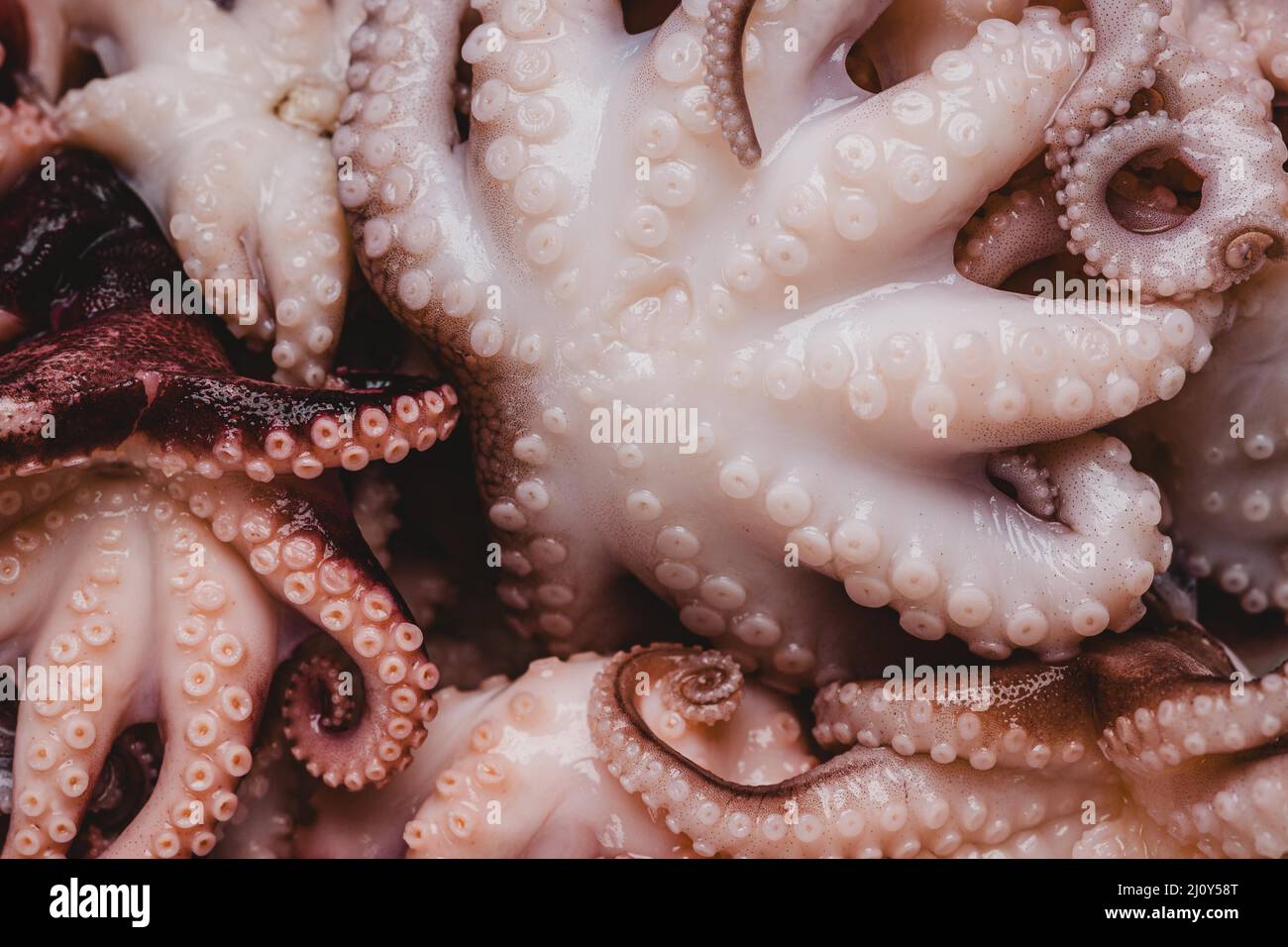 Raw octopus wallpaper. High quality photo Stock Photo - Alamy