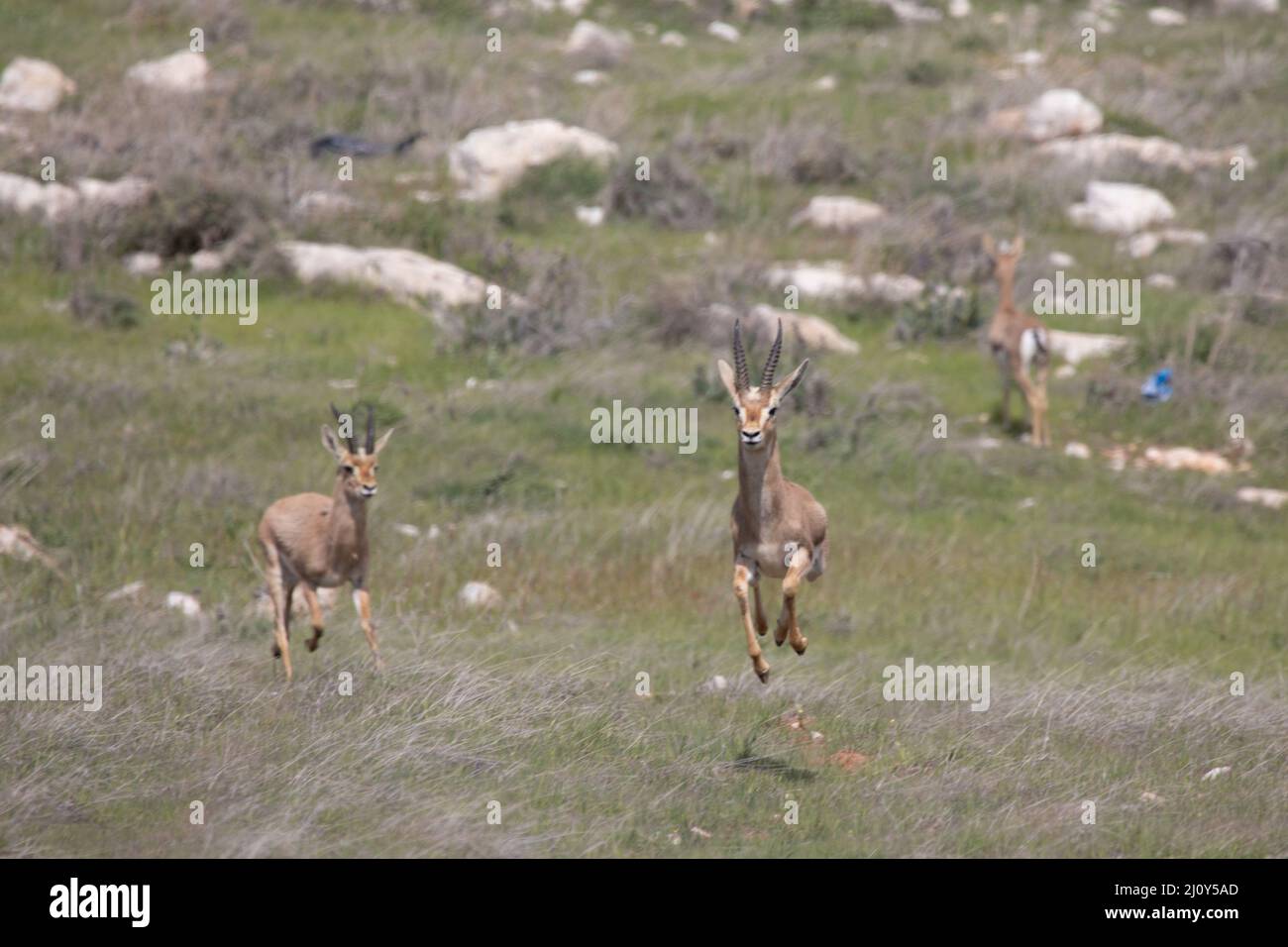 Beautiful Impala Antelope in African landscape and scenery Stock Photo ...