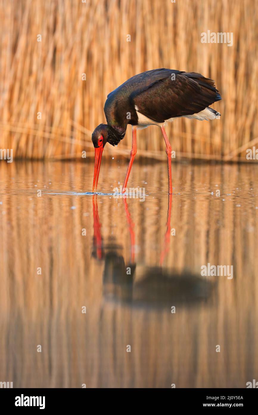 Black stork fishing in wetland with reflectrion in sunset Stock Photo ...