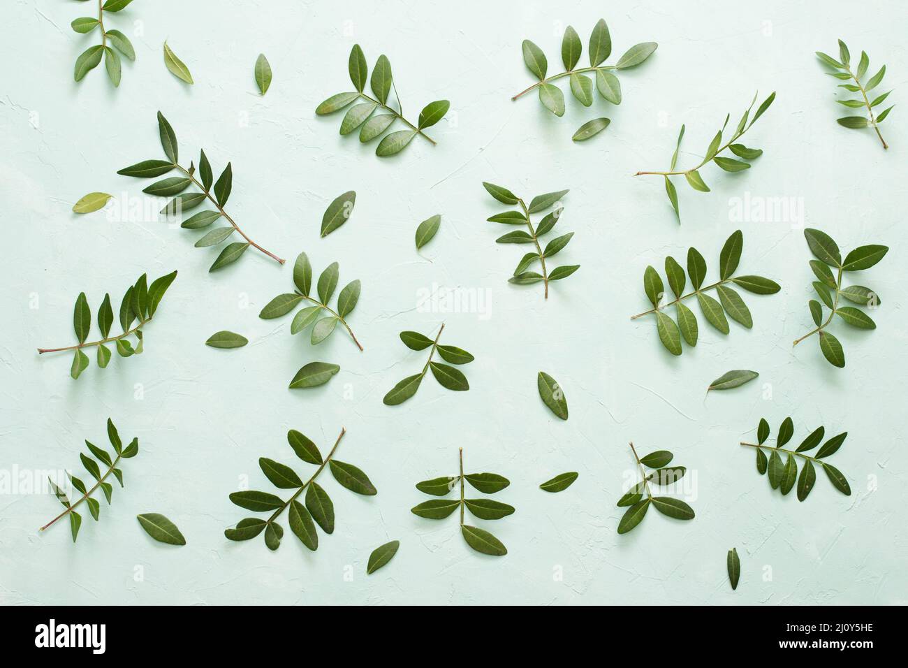 Backdrop of green leaves hi-res stock photography and images - Alamy