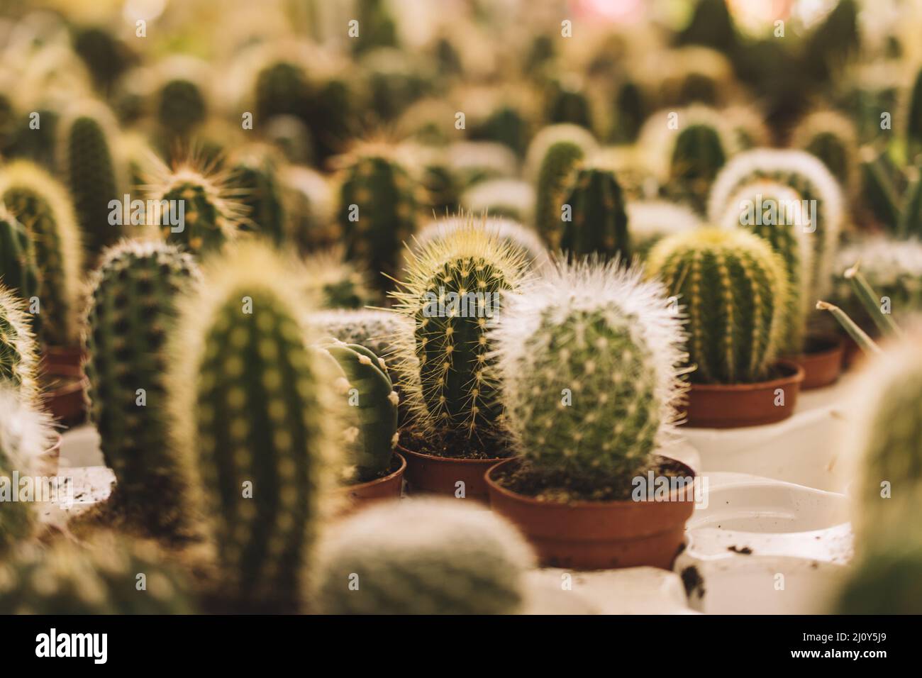 Vivid quality hi-res stock photography and images - Alamy