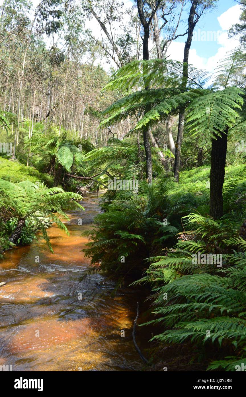 A stream in the Blue Mountains of Australia Stock Photo - Alamy