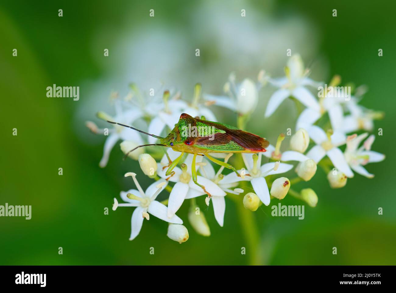 Beautiful bug hi-res stock photography and images - Alamy