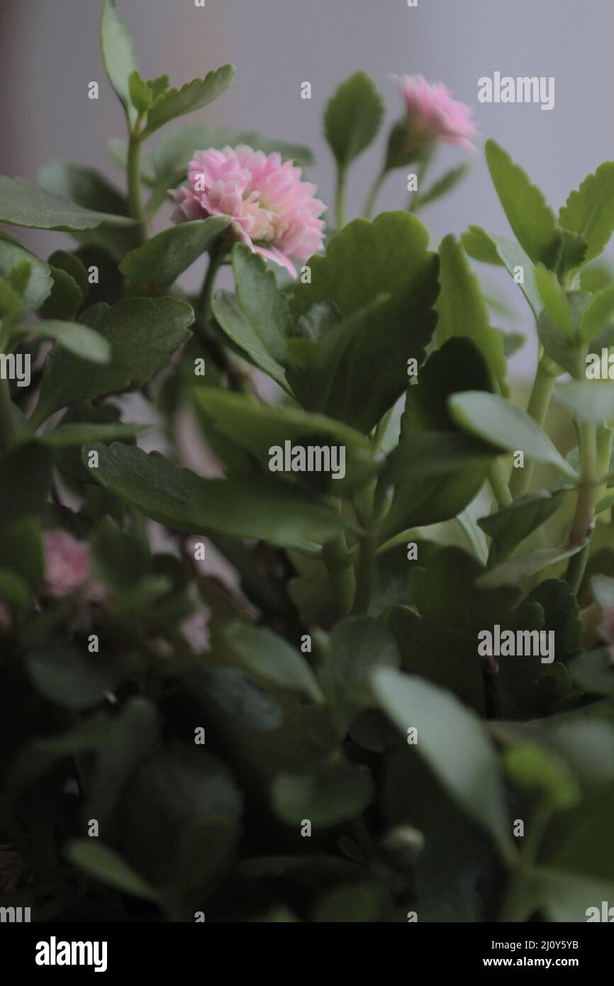 The blooming flower of kolanchoe. close-up of foliage Stock Photo - Alamy