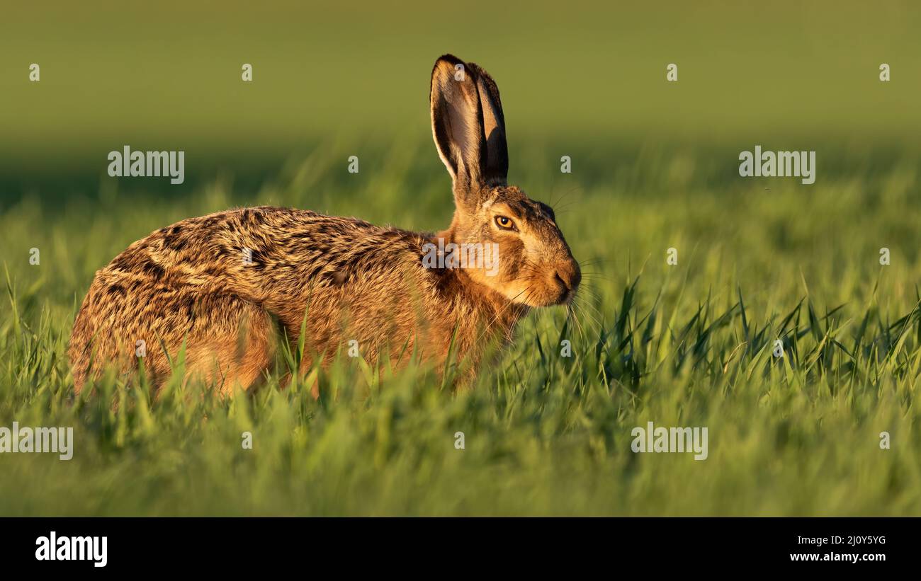 Brown hare sitting on grassland in spring sunlight Stock Photo - Alamy