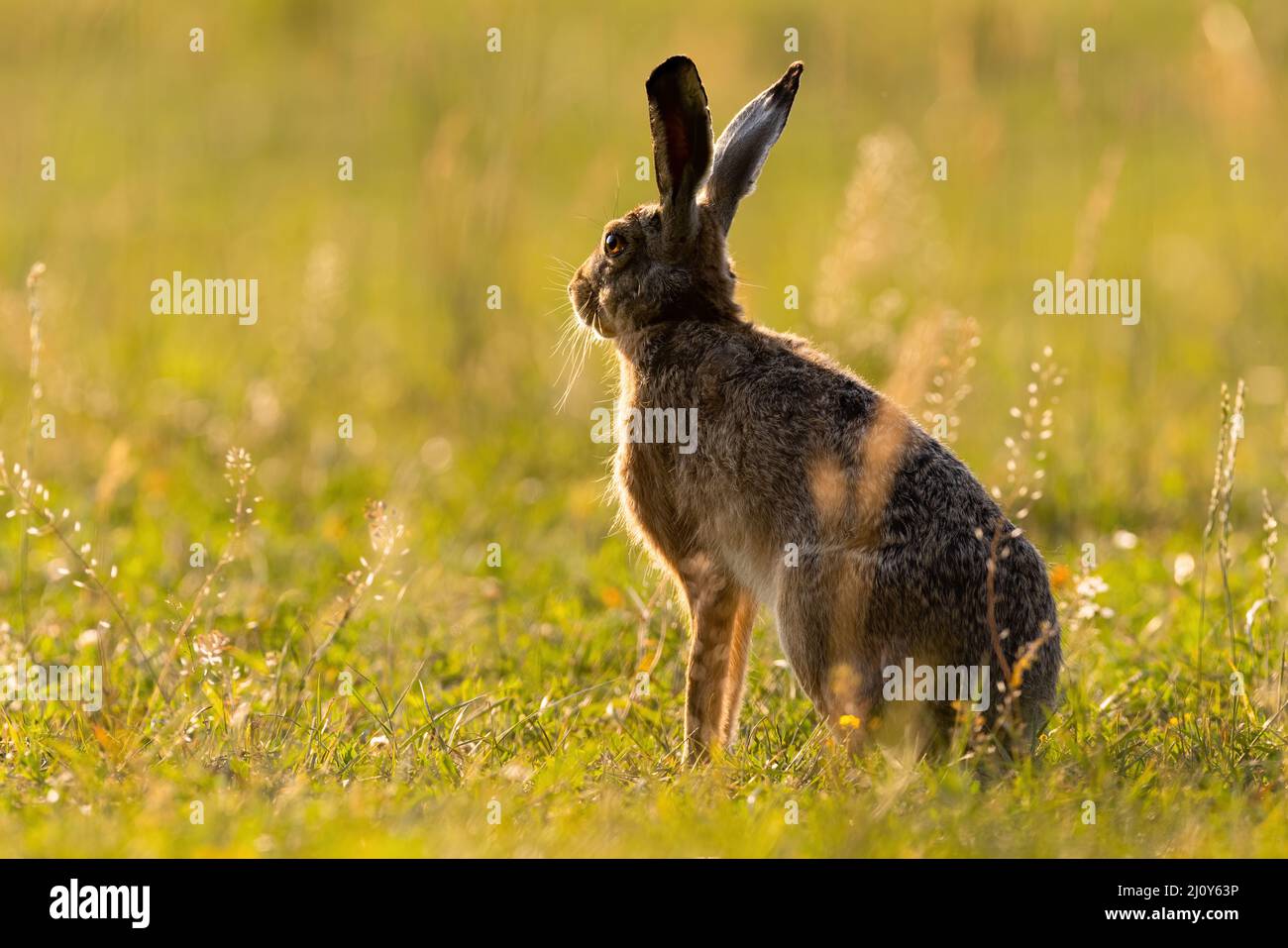 Hare in sun hi-res stock photography and images - Alamy