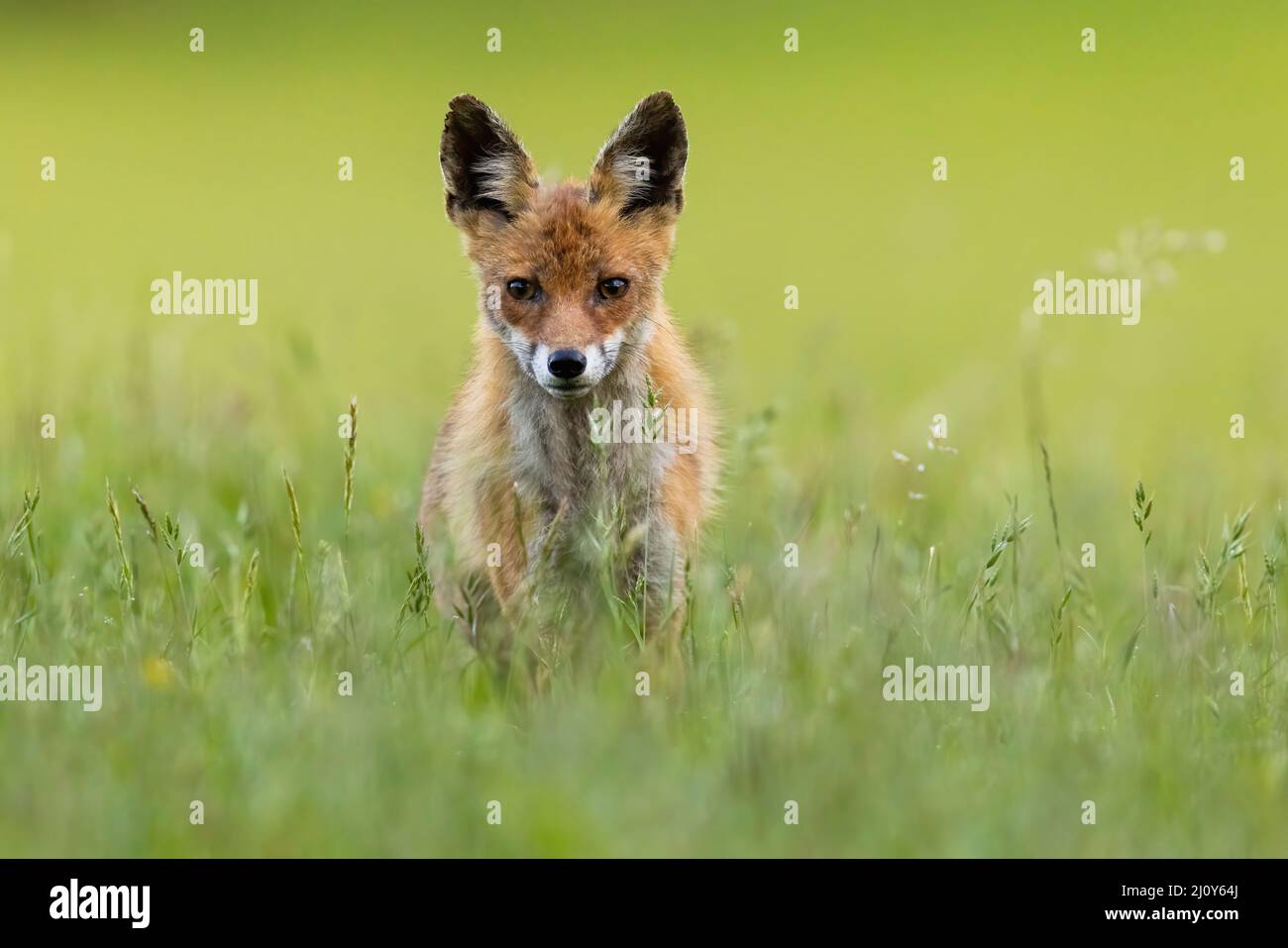 Red fox approaching on grassland in summer nature Stock Photo - Alamy