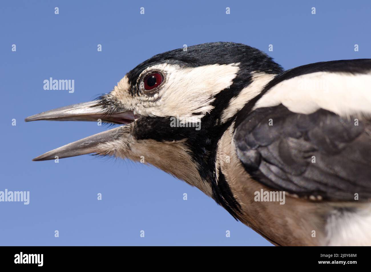 Great spotted woodpecker Dendrocopos major thanneri calling. Integral ...