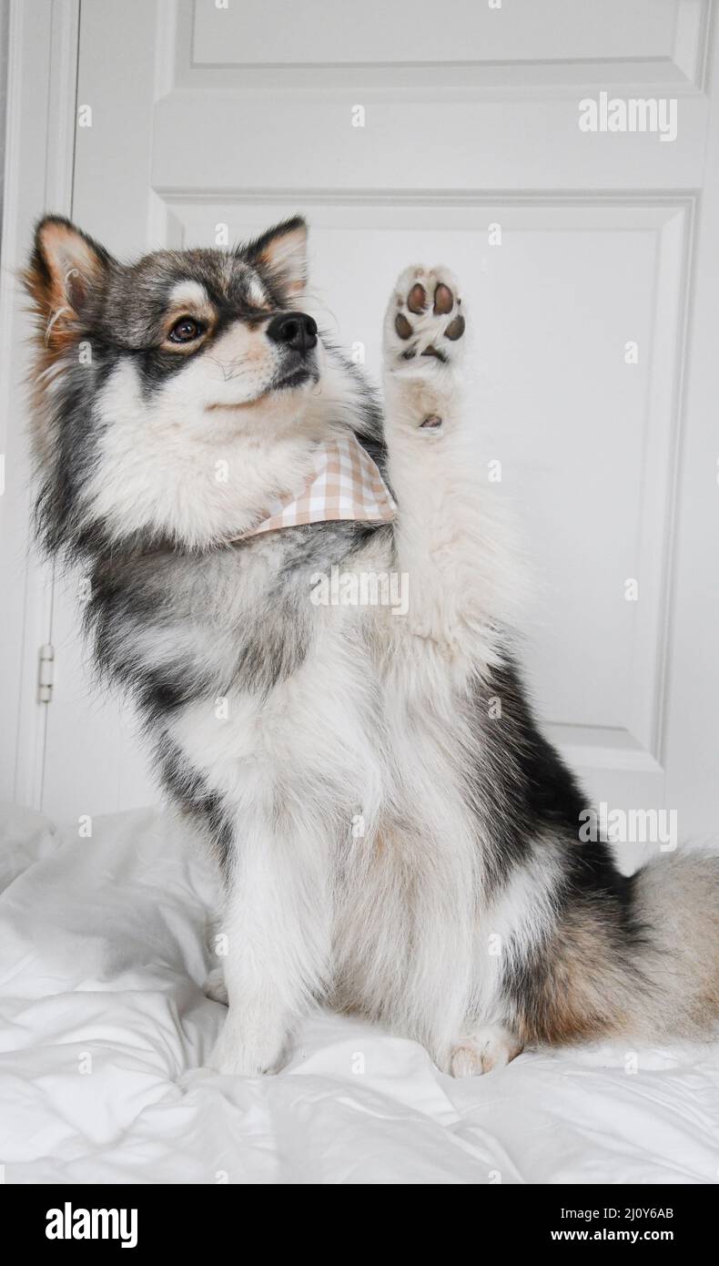 Portrait of a young Finnish Lapphund dog indoors doing a trick called ...