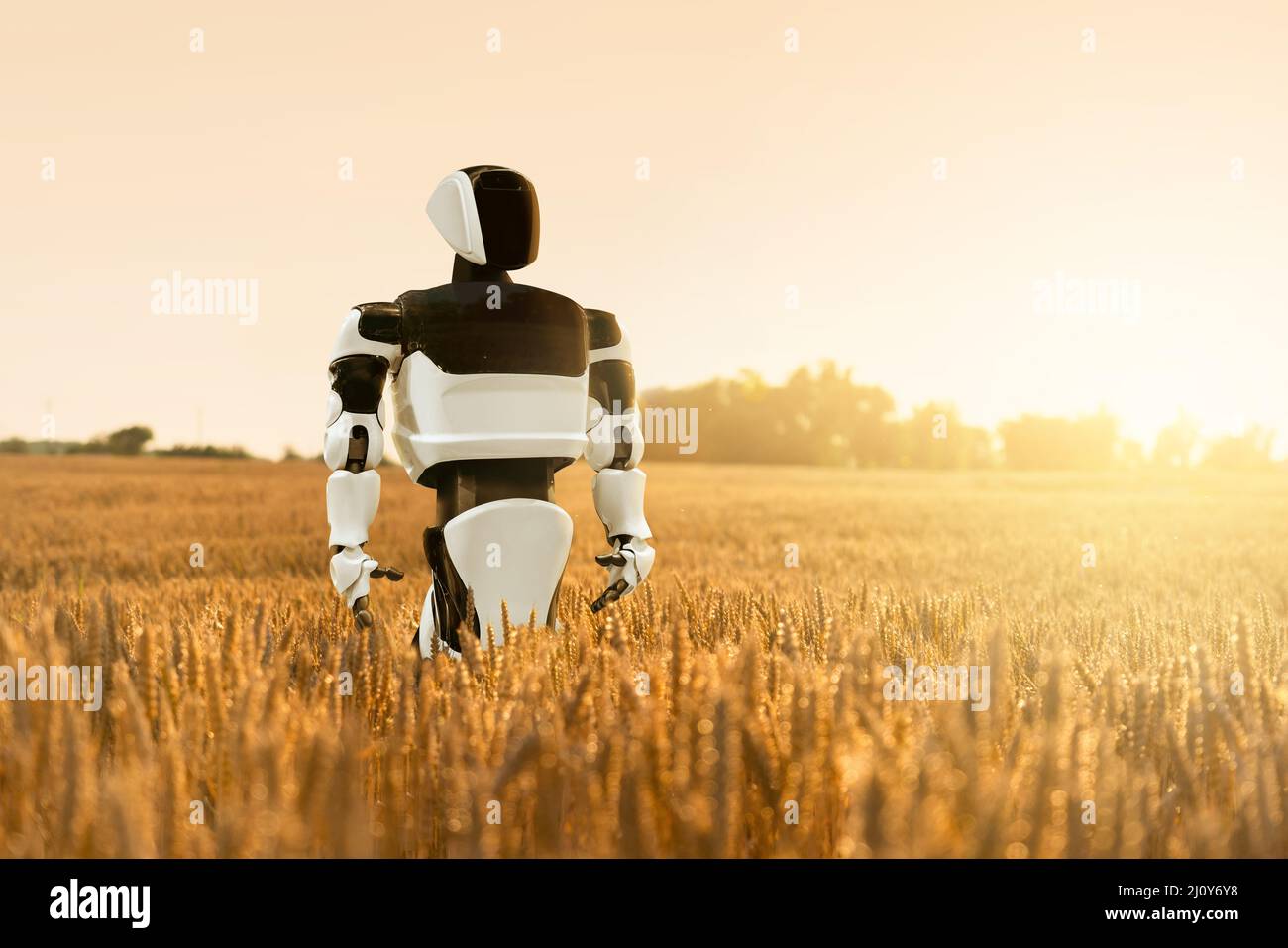 Robot farmer on an agricultural wheat field. Smart farming concept ...