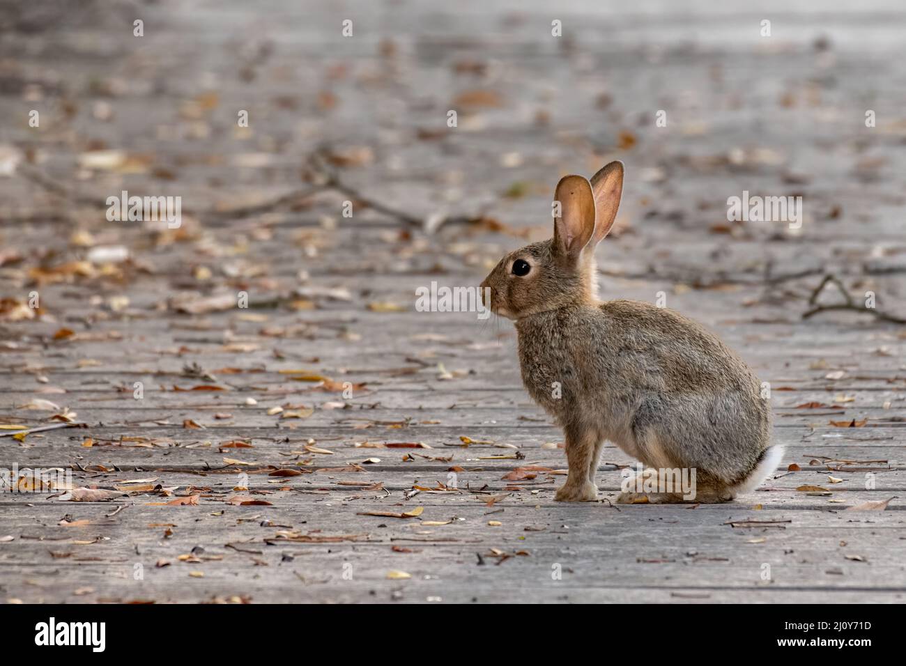 Cute small rabbit in natural habitat Stock Photo - Alamy