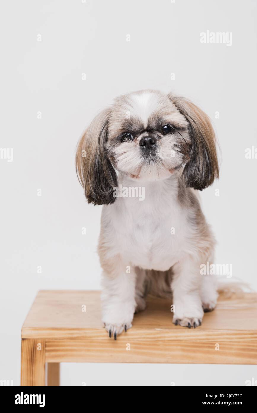 Front view cute dog sitting. High quality photo Stock Photo - Alamy
