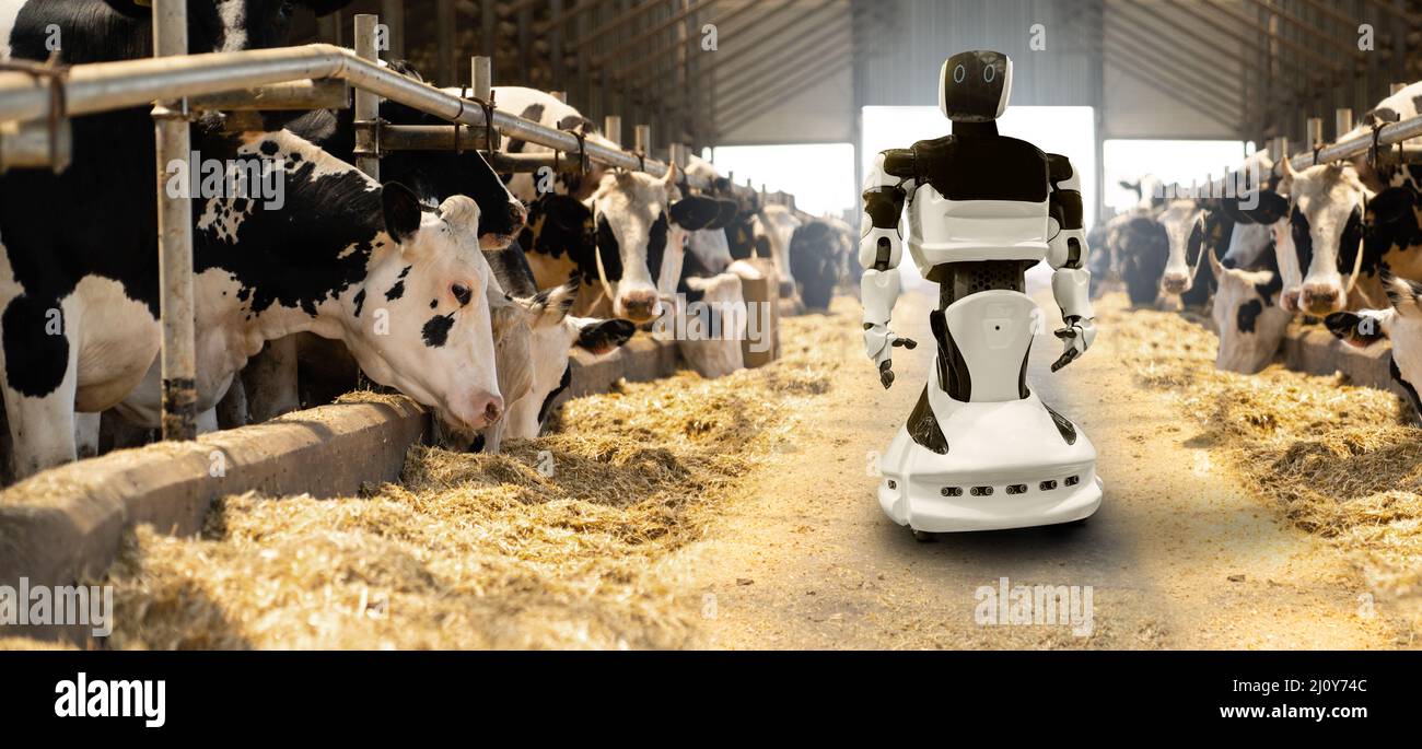 Robot on a dairy farm. Smart farming concept Stock Photo - Alamy