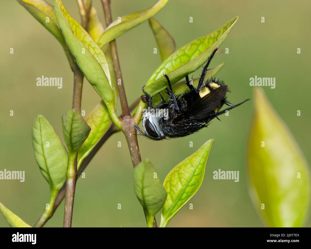 Bug view north america hi-res stock photography and images - Alamy