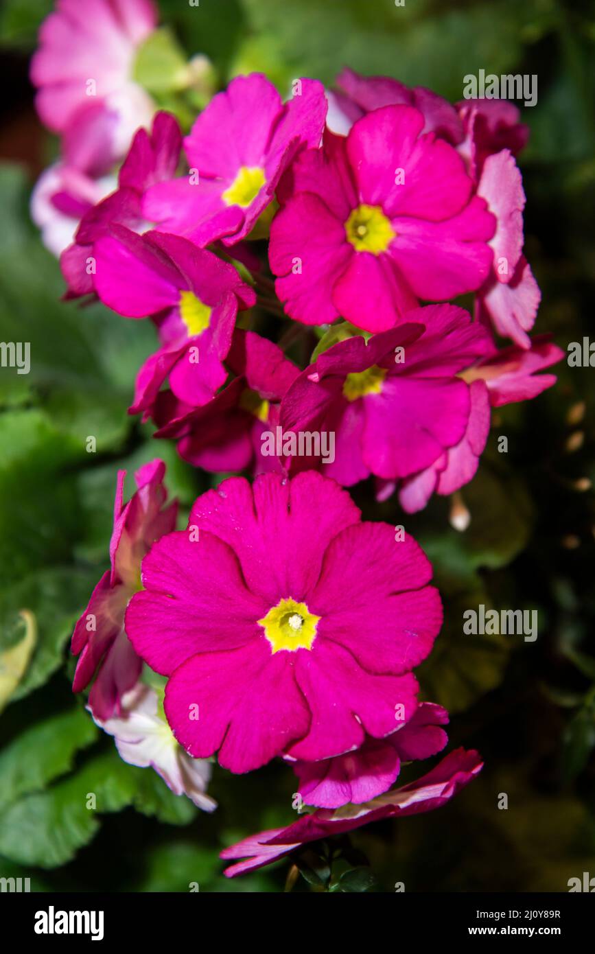 Primula obconica; Touch Me Stock Photo - Alamy