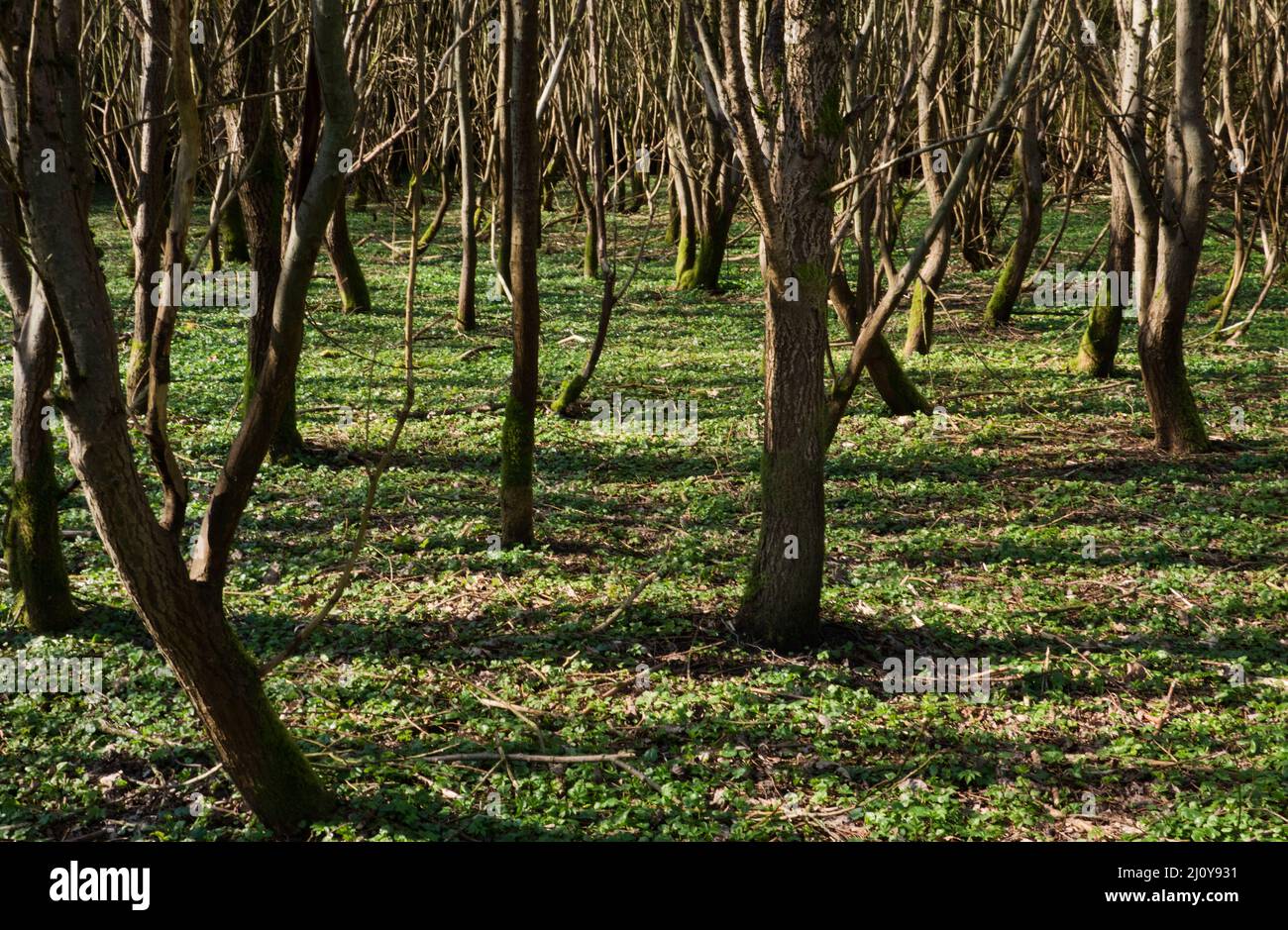 Early spring: fresh green leaves of seedlings cover the ground between ...