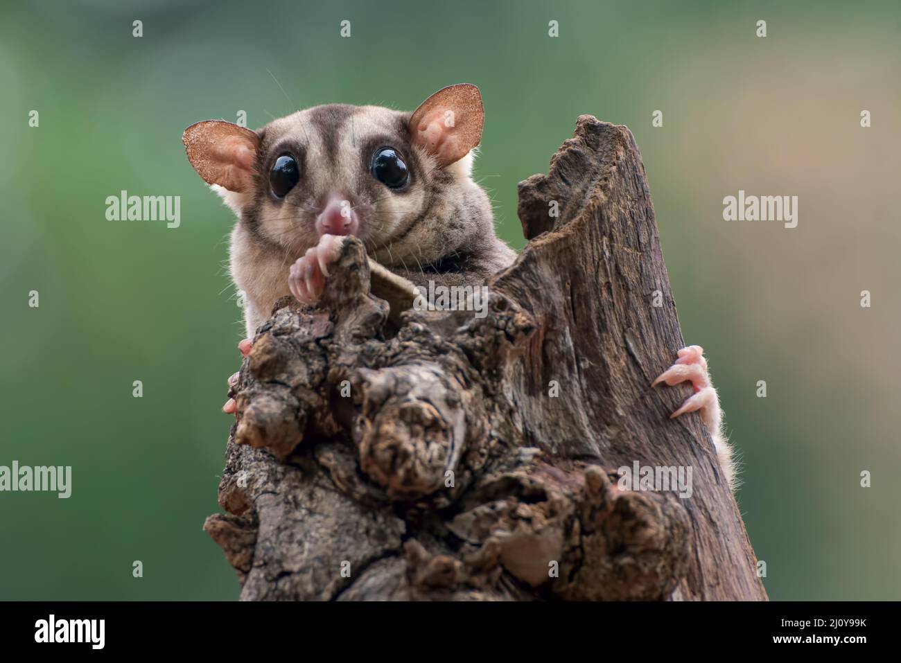 Sugar glider ( Petaurus breviceps ) on a tree branch Stock Photo - Alamy