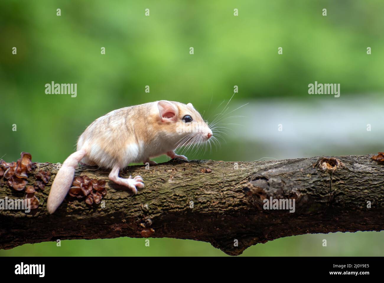 A desert rat known as gerbil ,looking for food Stock Photo - Alamy