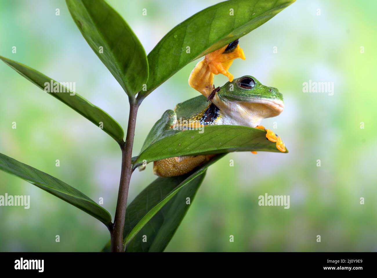 Green tree flying frog ( Rhacophorus reinwarditii ) on a leaf Stock ...