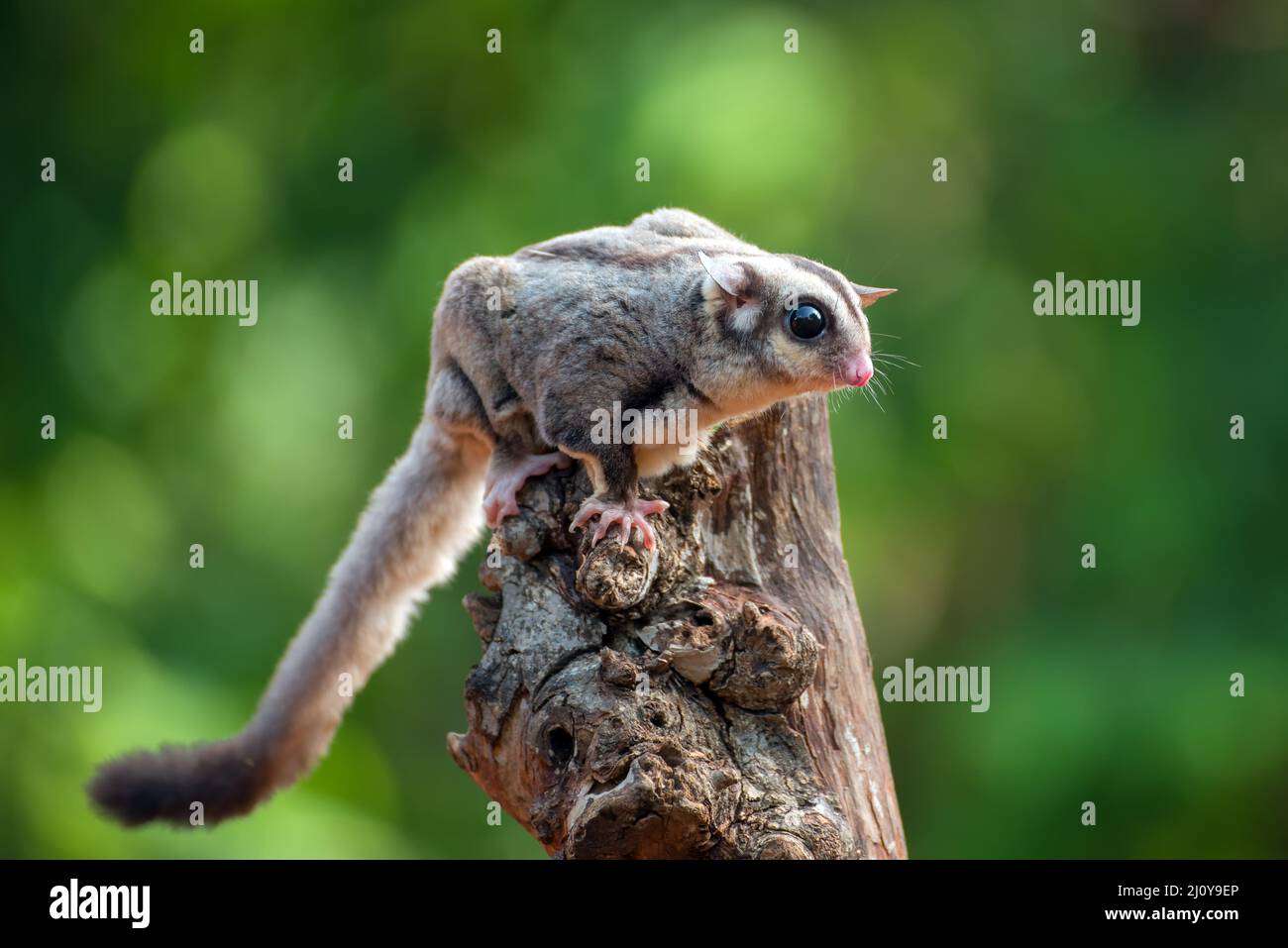 Sugar glider ( Petaurus breviceps ) on a tree branch Stock Photo - Alamy