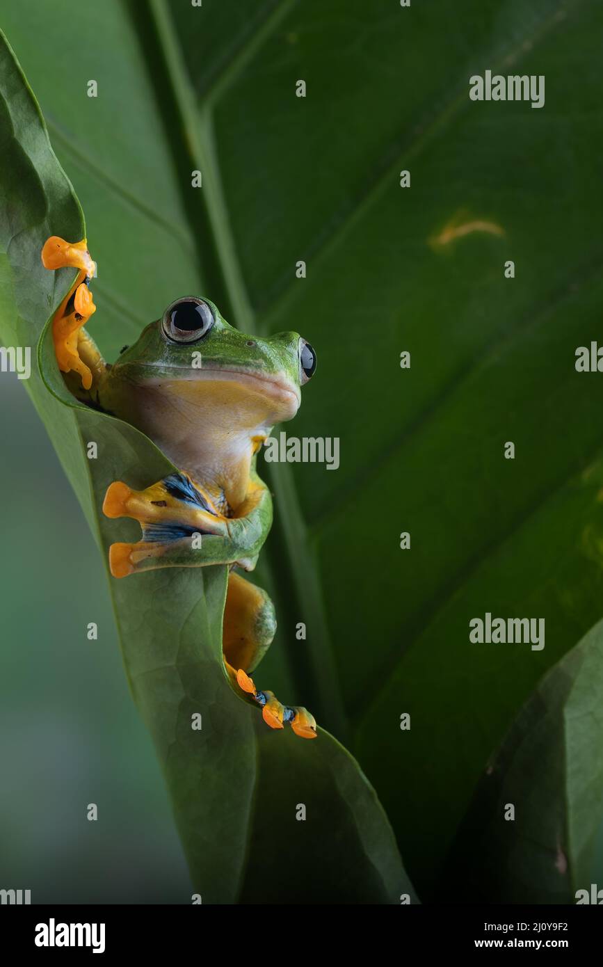 Green tree flying frog ( Rhacophorus reinwarditii ) on a leaf Stock ...