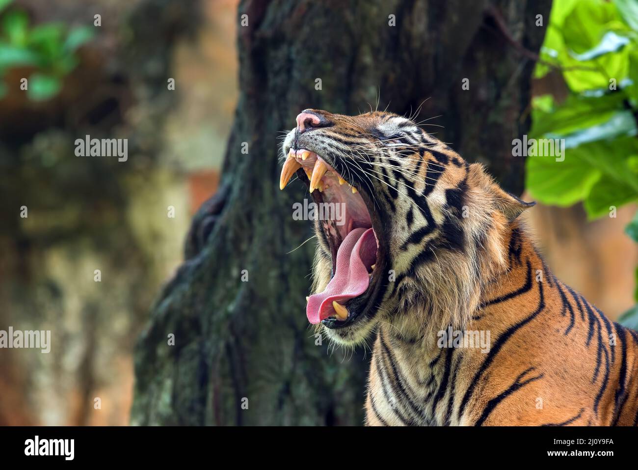 Tiger with mouth open hi-res stock photography and images - Alamy