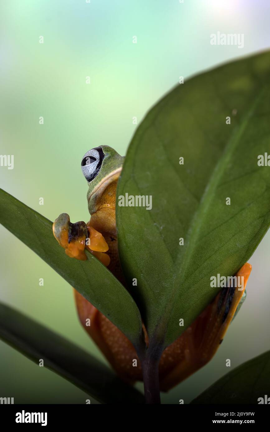 Green tree frog sitting on leaf Stock Photo - Alamy