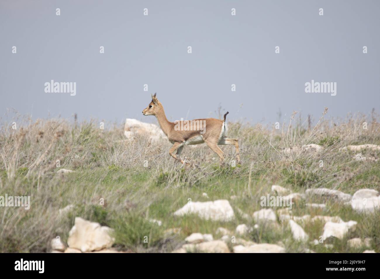 Beautiful Impala Antelope in African landscape and scenery Stock Photo ...