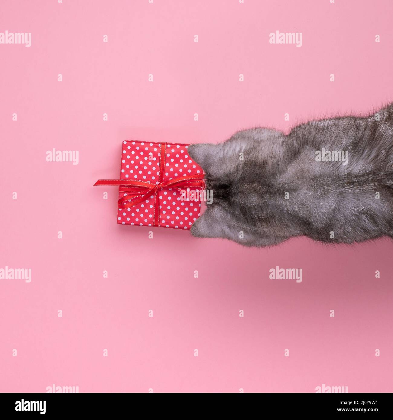 Cat Sitting Next To The T And Looking At It Pink Background Empty Space For Text Top View