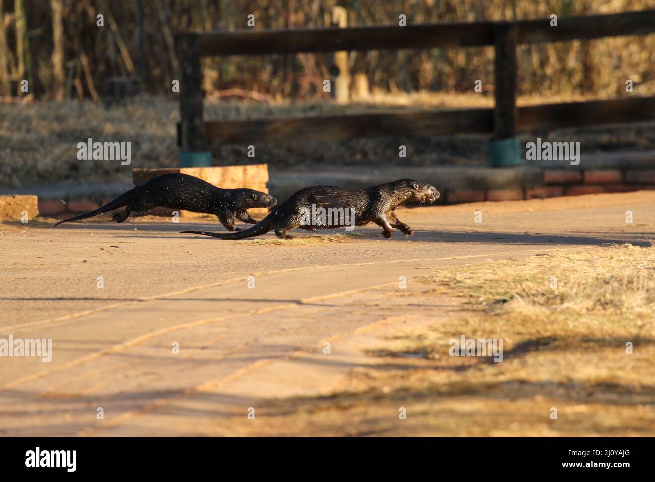 Spotted-necked Otter, South Africa Stock Photo - Alamy