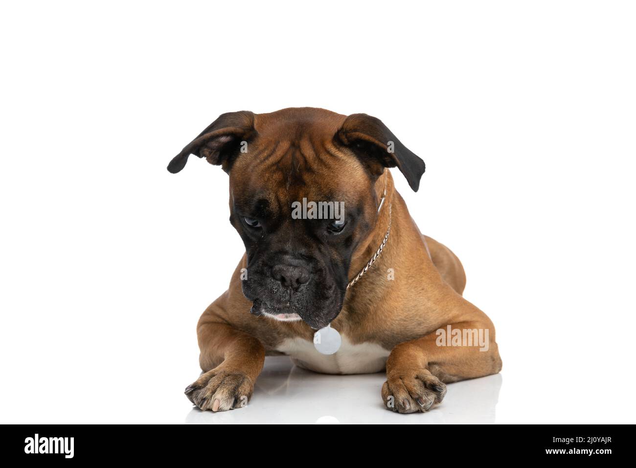 eager little boxer dog with collar looking down and following while ...