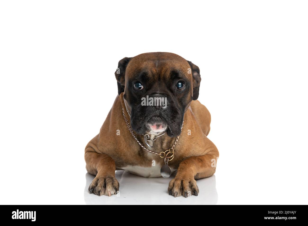 sweet boxer pup with collar around neck looking up and laying down ...