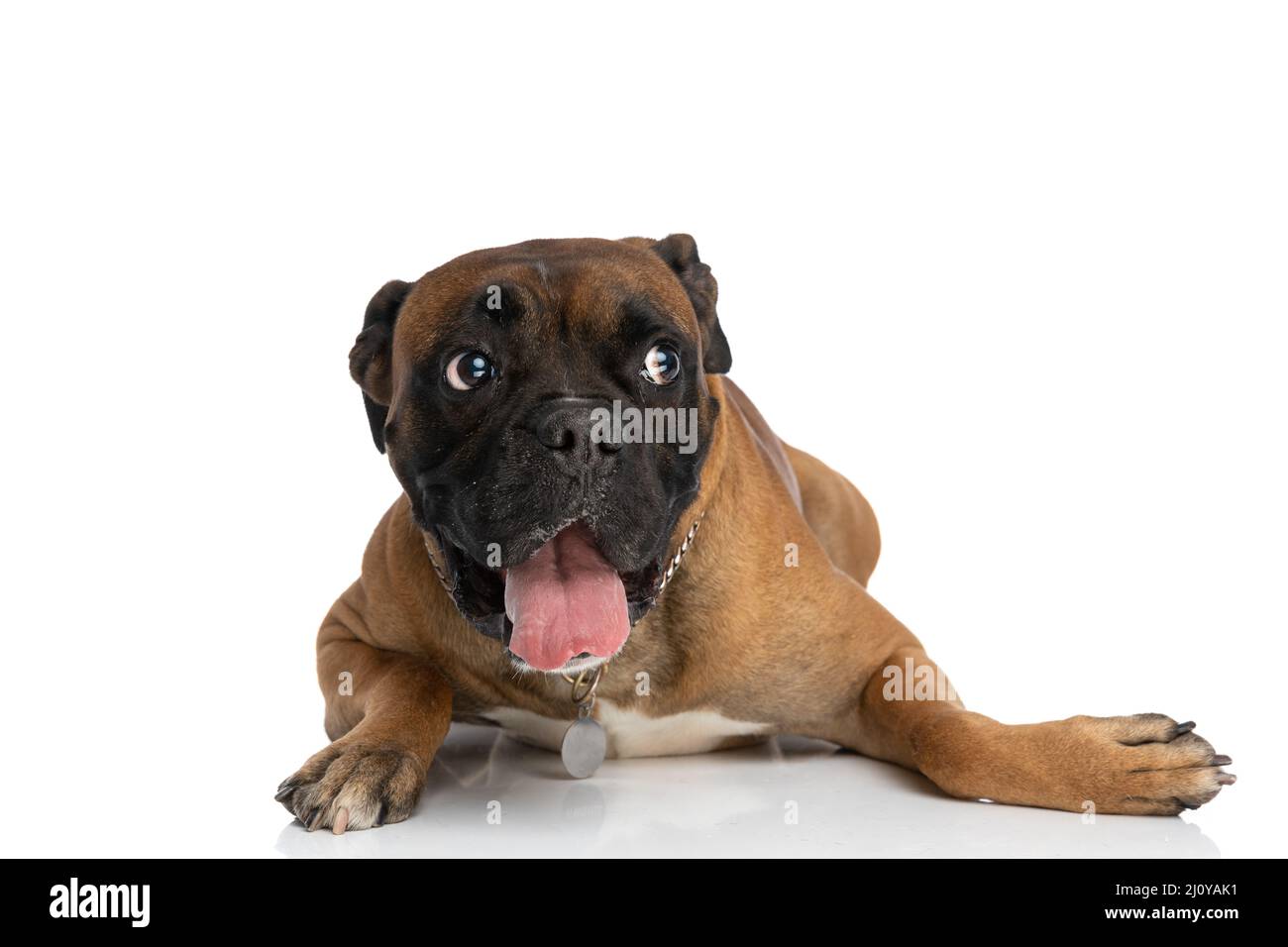 playful boxer dog with tongue exposed in front of white background ...