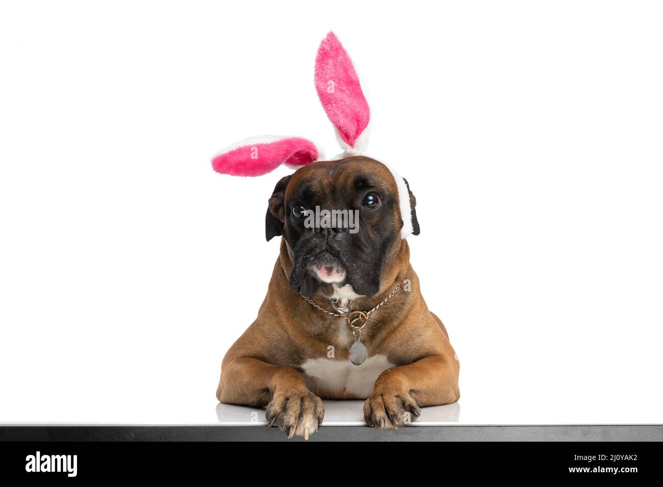 adorable bunny easter boxer dog with heandband looking up and laying ...