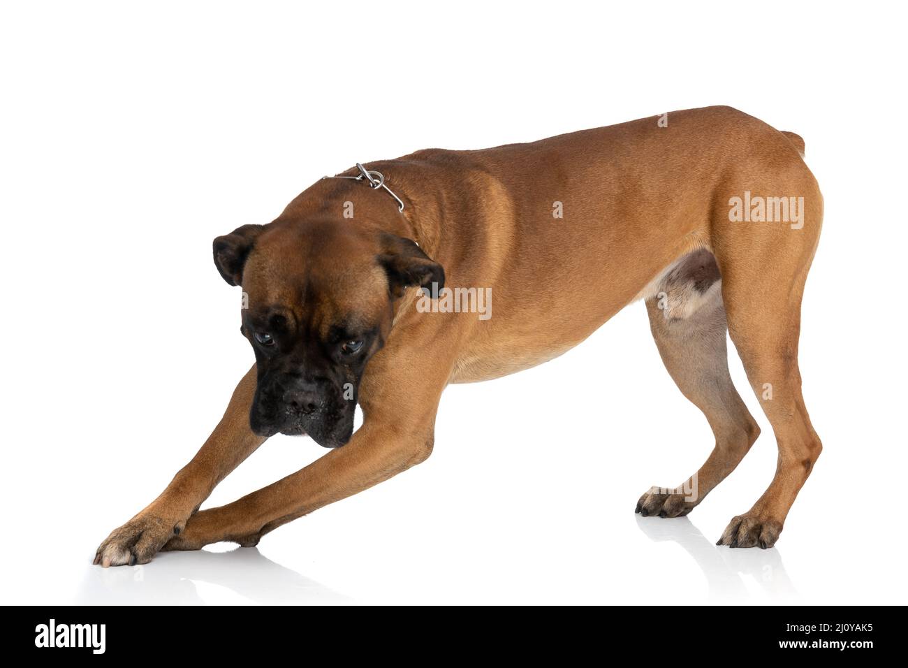 side view of adorable boxer dog looking down and being curious while ...