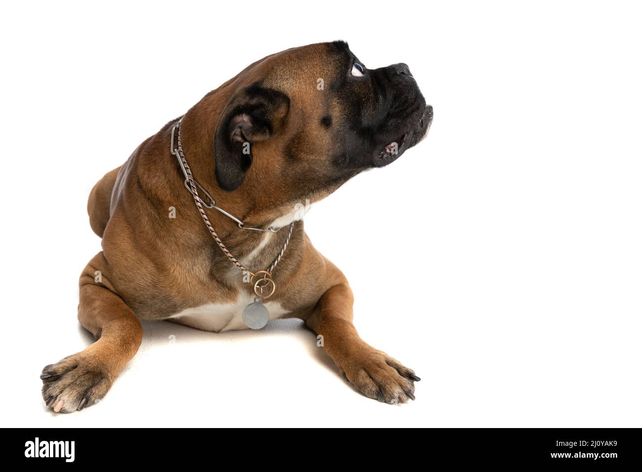 curious little boxer dog with collar looking up and side and laying ...