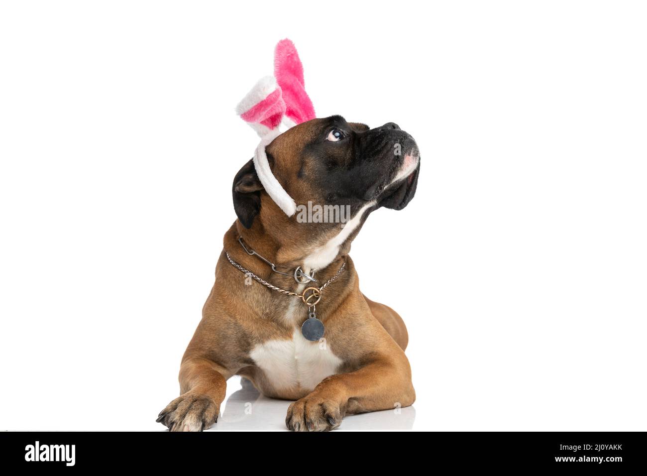 eager boxer dog with bunny ears headband looking up and side and laying ...