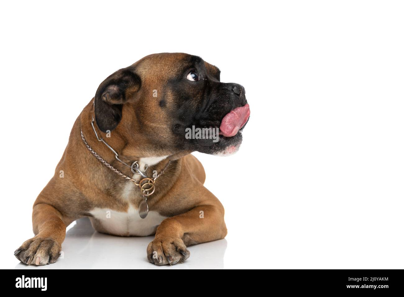 hungry boxer puppy with collar looking up side and licking nose, laying ...