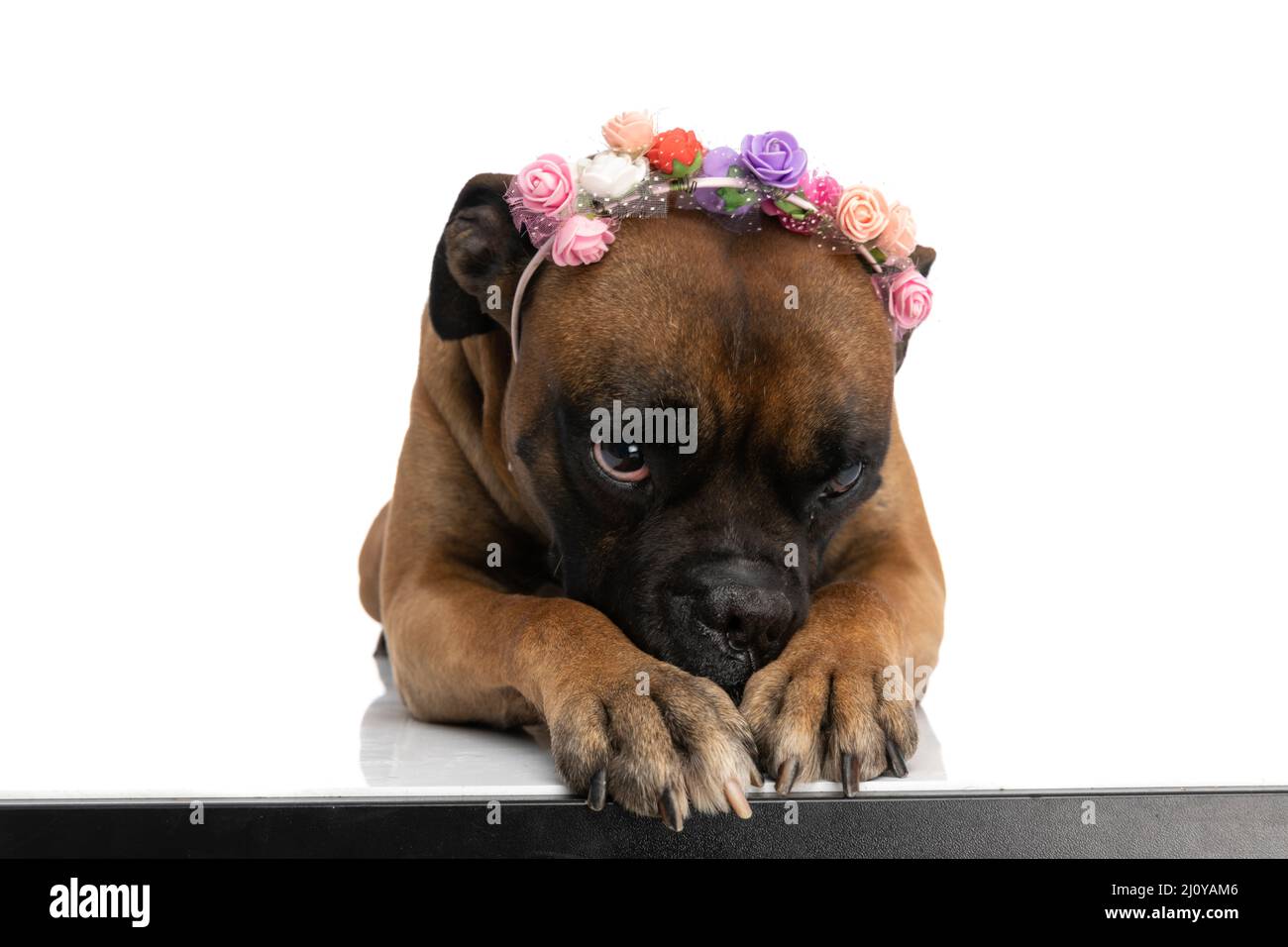 timid little boxer dog with flowers headband hiding behind paws and ...