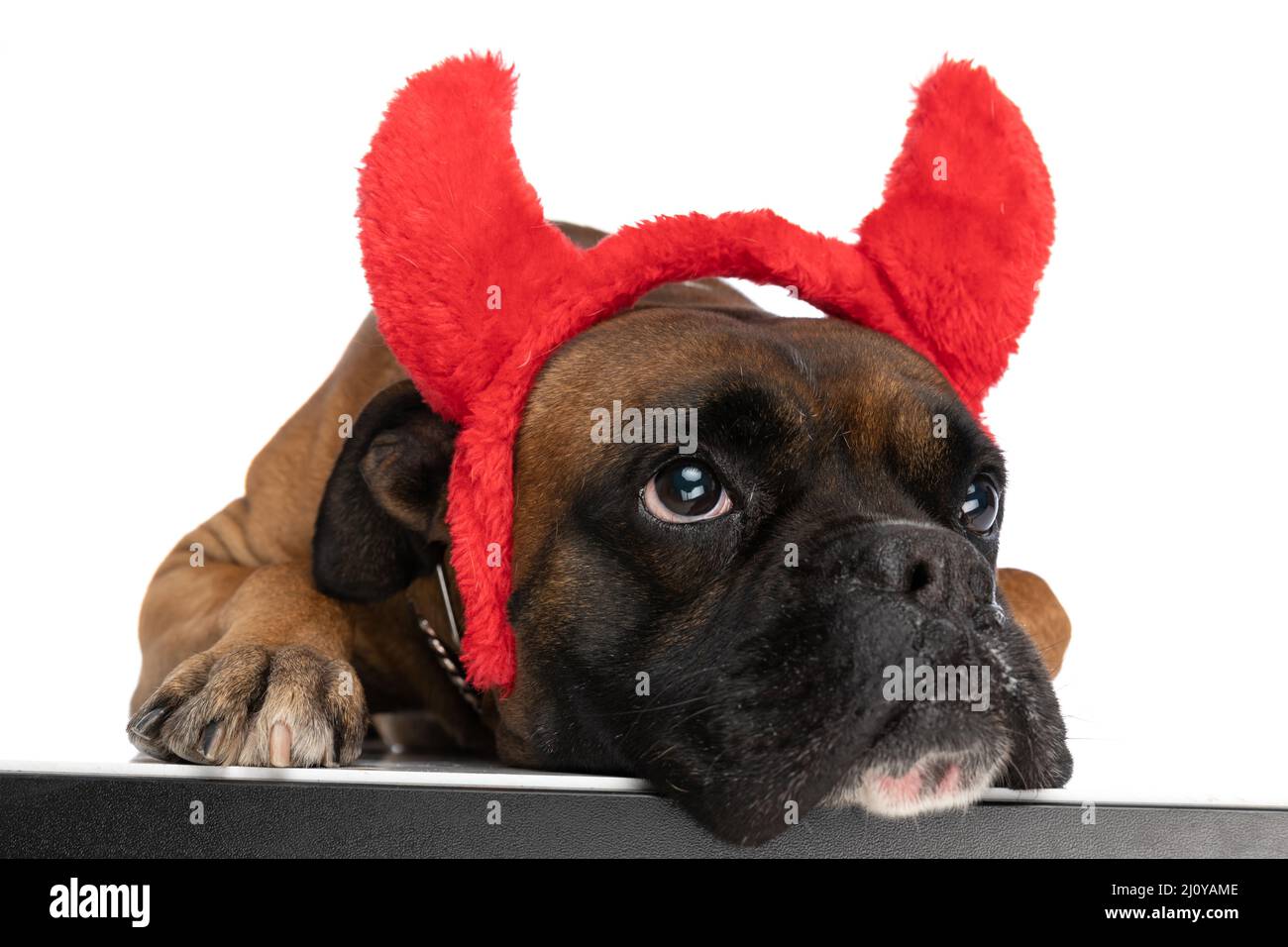 sweet boxer dog with devil horns headband looking up, holding head on ...