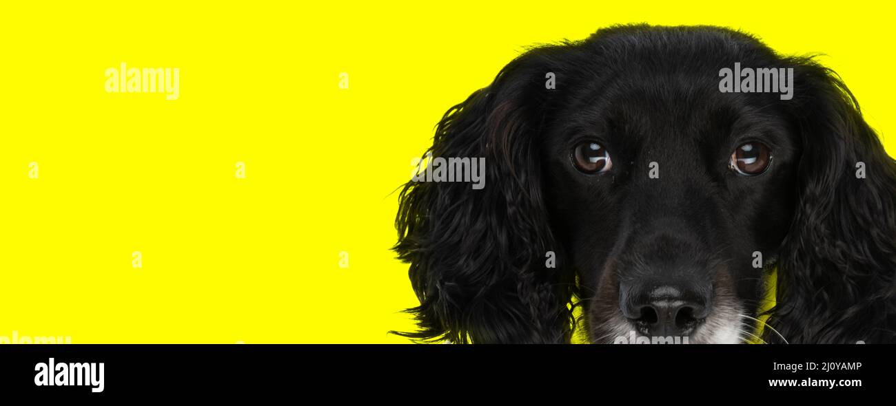 picture of lovely english springer spaniel dog with fluffy ears in ...