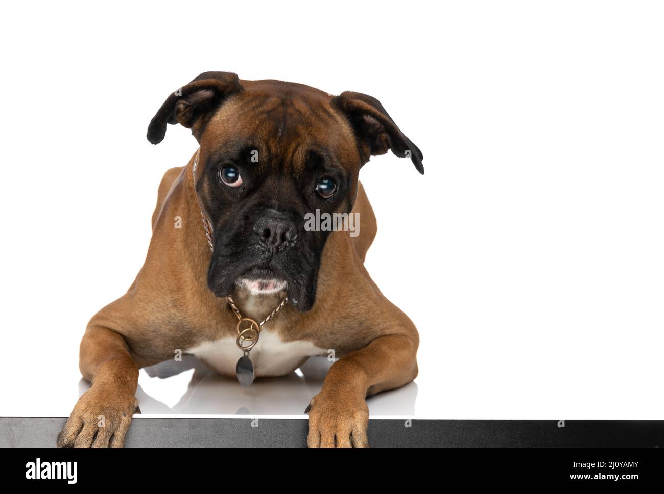 adorable boxer puppy with collar around necj laying down and looking up ...