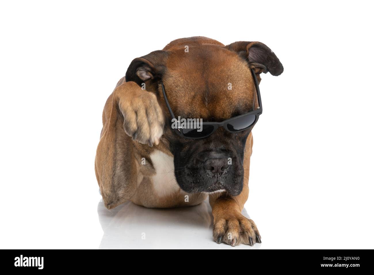 cool boxer dog with sunglasses laying down on white background in ...
