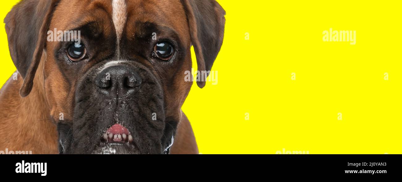 beautiful boxer puppy with big eyes panting and showing tongue in front ...
